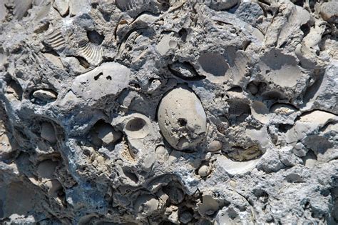 Fossiliferous Limestone Sedimentary Rock