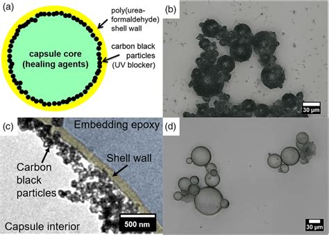 Microcapsule Imaging And Analysis A A Schematic Of A Microcapsule Microcapsule Imaging And Analysis A A Schematic Of A Microcapsule