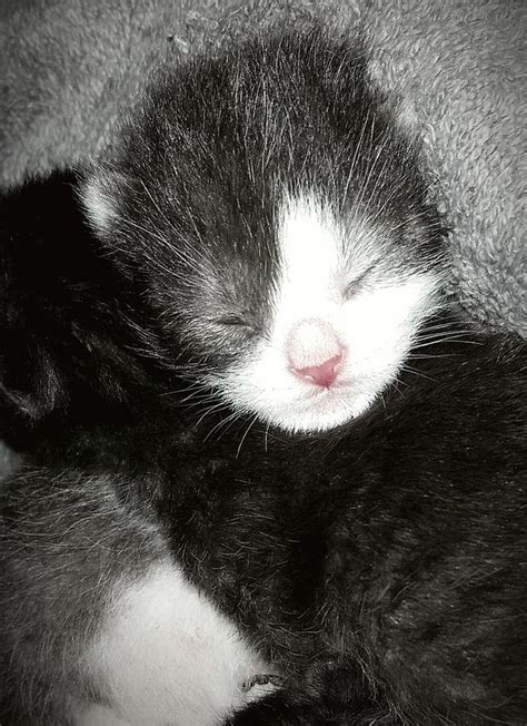 Newborn Black And White Kittens