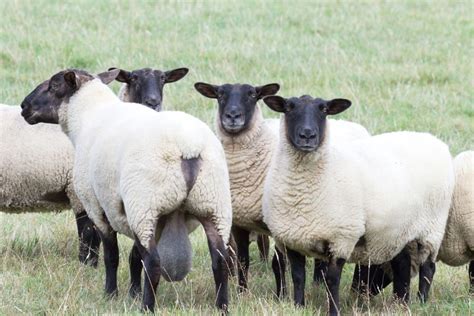 A Flock Of Love The Top Friendliest Sheep Breeds For Your Home