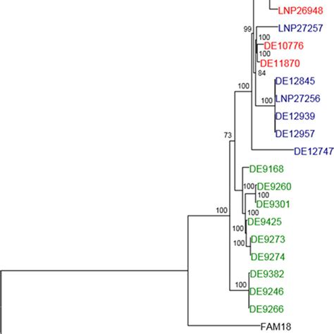 Whole Genome Sequence Based Phylogenetic Tree The Neighbor Joining
