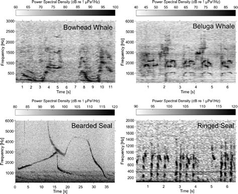 Spectrograms For Typical Vocalizations By Bowhead Whales Beluga
