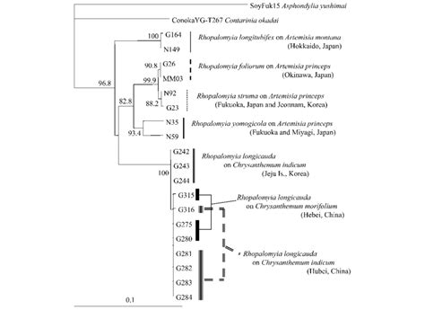 Nj Tree Based On 439 Bp Of The Mtdna Coi Gene For Rhopalomyia