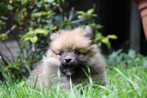 Why Is My Pomeranian Puppy Biting Me: Understanding the Reasons Behind It