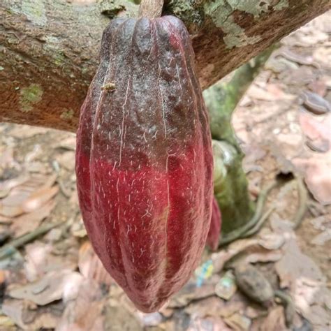 Cocoa Disease Detection Object Detection Dataset V3 2023 05 30 221pm By Miss Nyarko