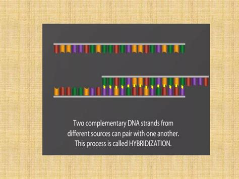 Microarray Pptx