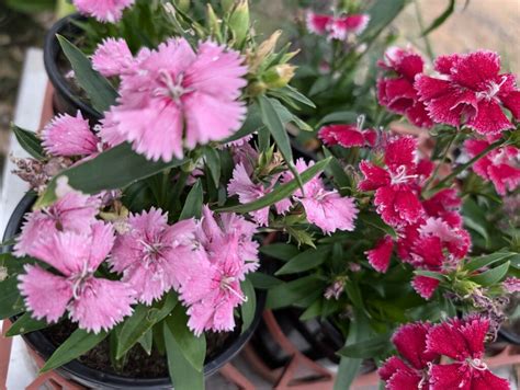 Bindoon Farmers Market Visit Chittering