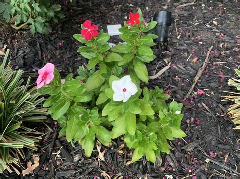Vinca Confusion Am I Over Or Under Watering Why Are Some Vincas