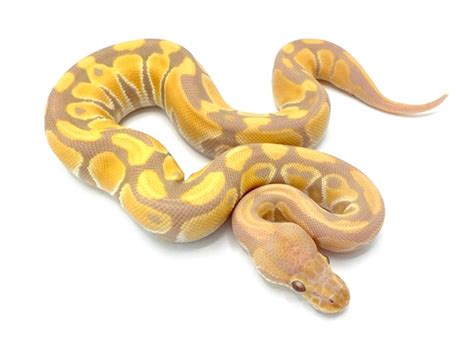 Toffee Ball Python By Royal Constrictor Designs