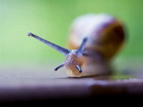 how fast does a snail move a comprehensive look at snail speeds