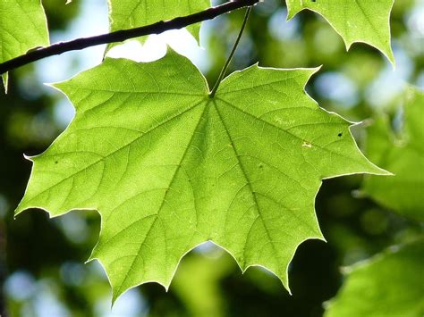 300000 Free A Green Leaf And Leaf Images Pixabay
