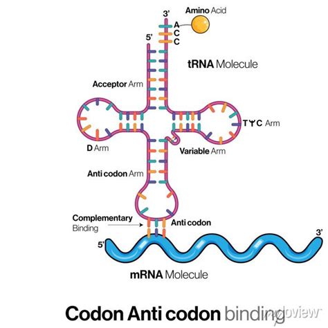 Illustration Of Trna And Mrna Binding Using Codon Anticodon Principle