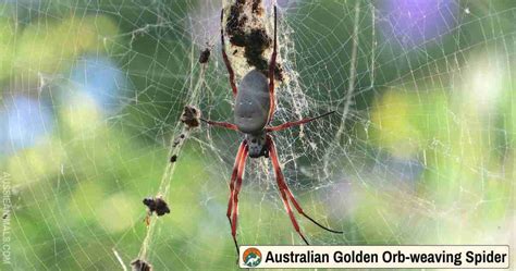 Mitchell Grass Downs Australian Animals 102 Species Aussie Animals