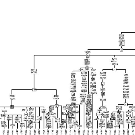 Reconstructed Phylogeny Of 43 Mtdna Coding Region Sequences From 20 Download Scientific