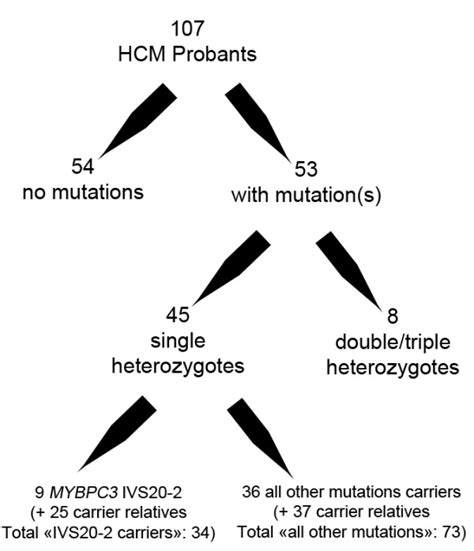A Human Mybpc3 Mutation Appearing About 10 Centuries Ago Results In A