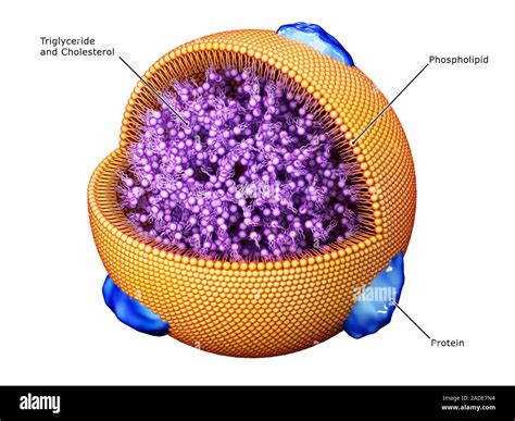 Lipoprotein Structure Illustration Lipoproteins Are Structures That Transport Lipids Fat