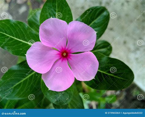 Persimmon Is An Annual Shrub That Originates Its Scientific Name Is