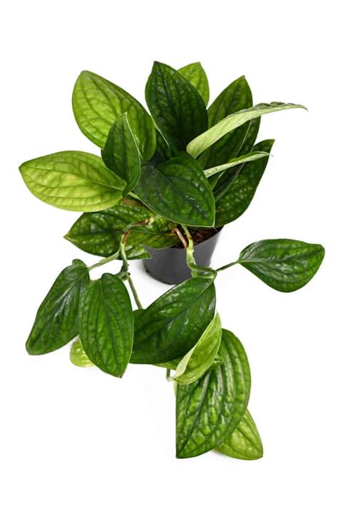 Bine Plant Everything You Need To Know