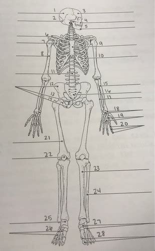 The Skeletal System Flashcards Quizlet