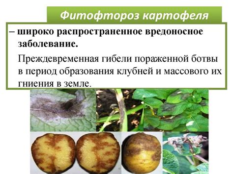 Фитофтороз картофеля