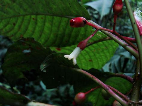 Trinity Botanists Discover Critically Endangered New Tree Species