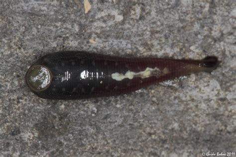 Land Leech Haemadipsidae Maybe Haemadipsa Sylvestris Bl Flickr
