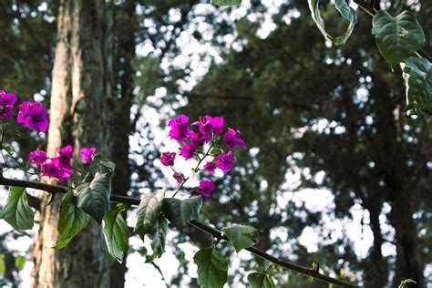 Zhang Chu Background Images Hd Pictures And Wallpaper For Free Download Pngtree