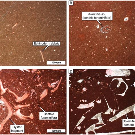 Thin Section Photomicrographs Illustrating The Various Facies Observed