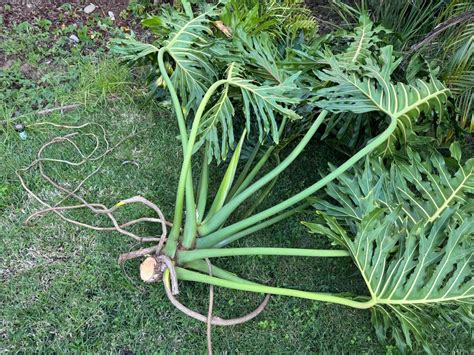 How Do I Propagate This Split Leaf Philodendron Rphilodendron
