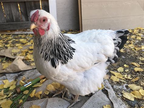Princess Shelby Fluffers Is The Most Spoiled Chicken Ever She Clucks