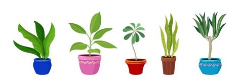 Semi Tropical Houseplant Growing In Potting Soil Vector Image