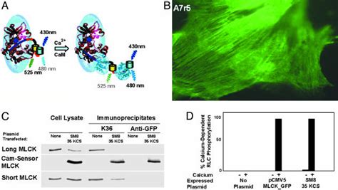 Real Time Evaluation Of Myosin Light Chain Kinase Activation In Smooth