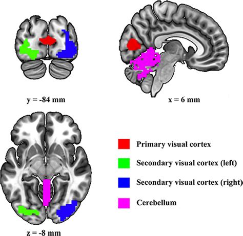 Primary Visual Cortex