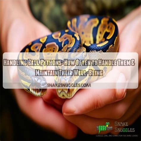 Handling Ball Pythons How Often To Handle Them And Maintain Their Well Being