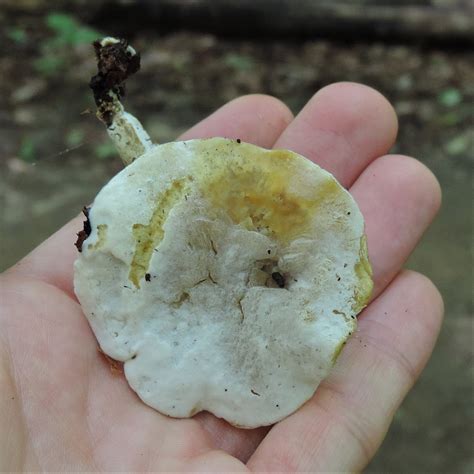 Maryland Biodiversity View Thumbnails No Common Name Hypomyces Sp