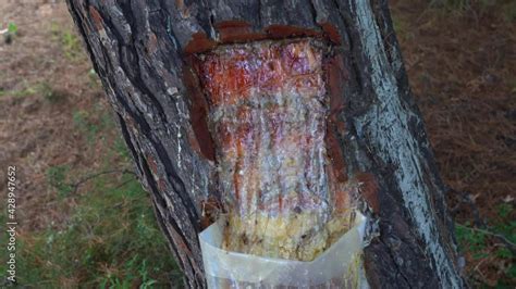 Stockvideon Collecting Organic Tree Resin In Wood Closeup View K Stock Video Footage Of