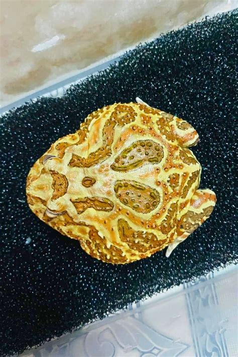 Best 11 21 Pacman Frog Morphs Colors Species With Morph Chart Artofit