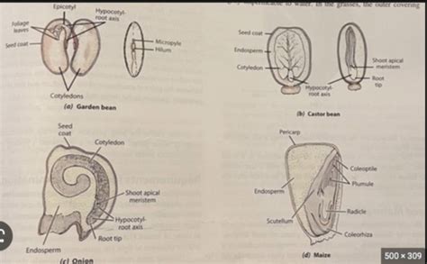 Plant Biology Exam 3 Flashcards Quizlet
