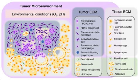 Cellular And Non Cellular Components Of Pdac And Adjacent Tissue Left