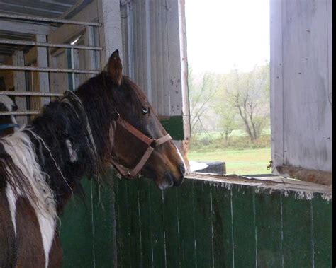 Euthanasia Guidelines From The Aaep Knowing When You Should Let Go Heart Of Phoenix The