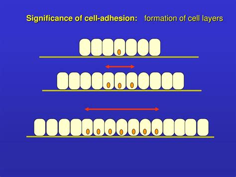 PPT Adhesion Cell Junctions PowerPoint Presentation Free Download ID