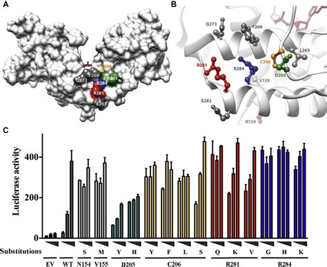 Analysis Of Substitutions Conferring Constitutive Activation Of Sting