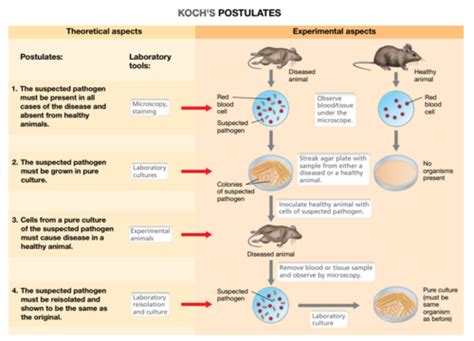 Microbial Infection Flashcards Quizlet