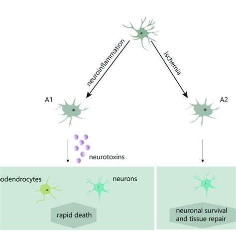 Chemicals And Molecules That Activate Astrocytes And Their Upstream And