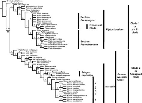 Strict Consensus Of 18 Most Parsimonious Trees L 5 1668 Using