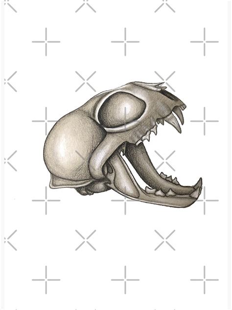 Bobcat Skull Drawing