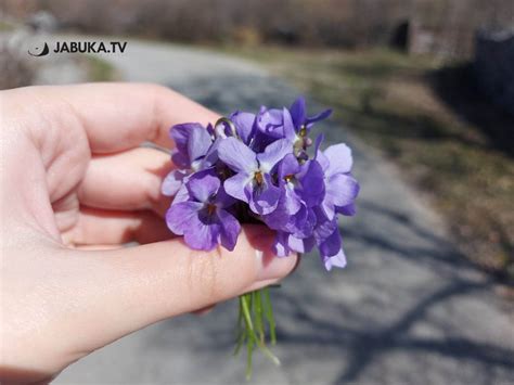Mirisna Ljubičica Ljekoviti Simbol Proljeća Jabukatv