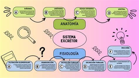 Mapa Mental Sistema Excretor Pdf Medical Health