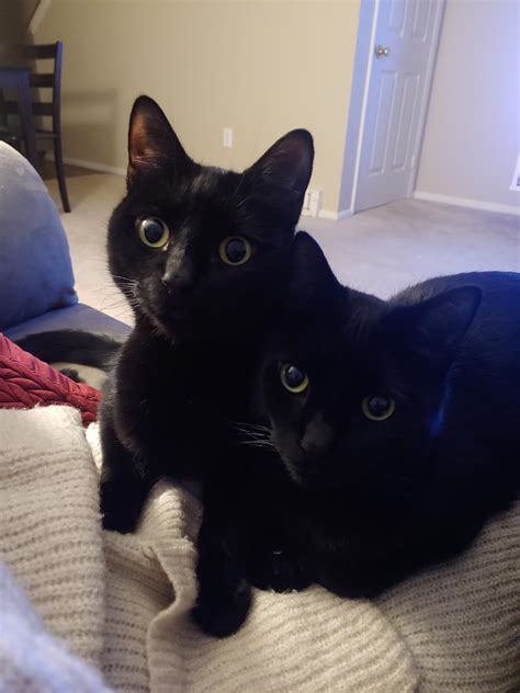 Can We Has Ice Cream Too R Blackcats