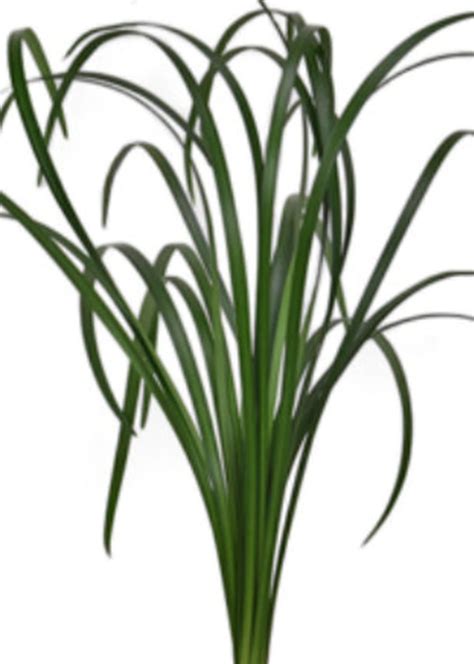 Lily Grass Liriope Flower Arranging Class Flower Identification